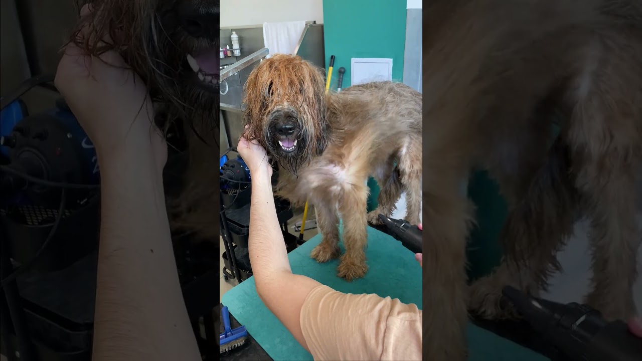 Shaggy pup makeover: Watch this fluffy dog’s grooming transformation!