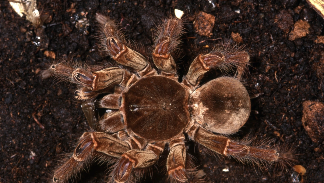 Goliath bird-eating spider revealed as rainforest apex ambush predator