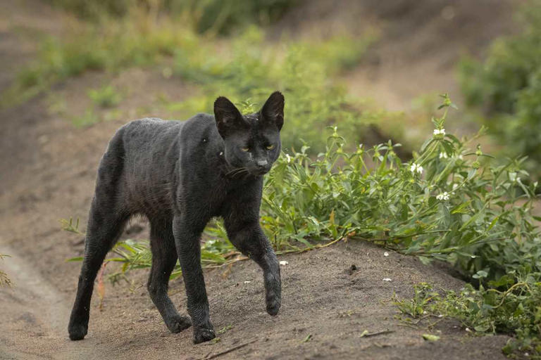 This long-legged cat from Africa keeps showing up in unusual places