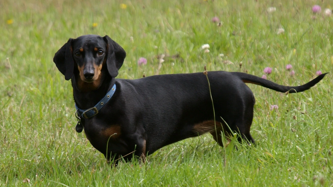 15 dog breeds that may not suit young children