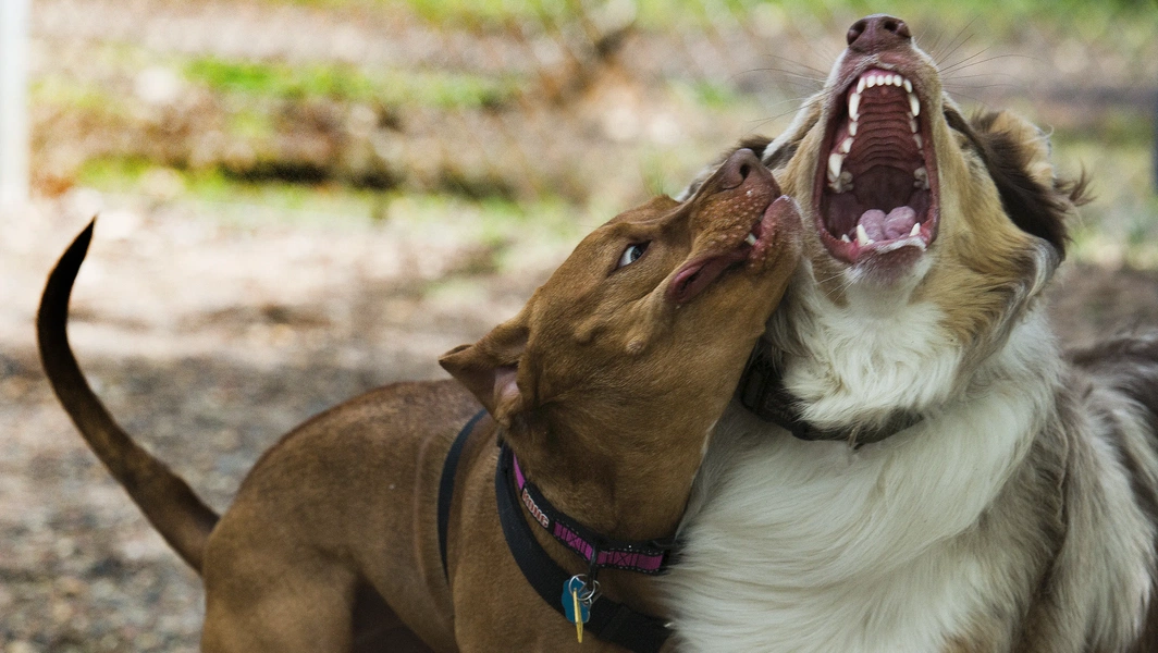 Understanding dog breeds and bite prevention