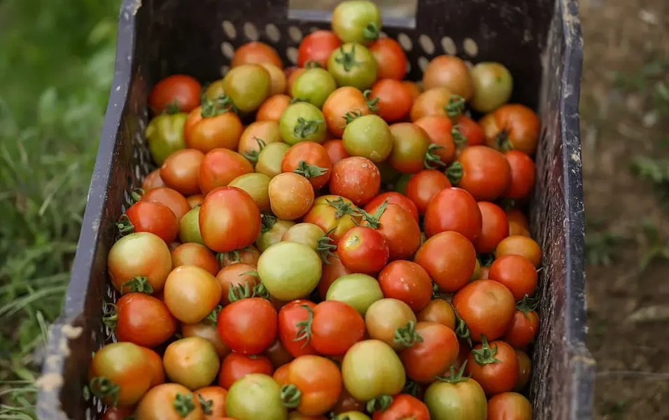 Summer tomato growing secrets for endless harvests