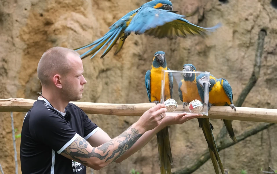 Macaws show off brains, beauty, and big hearts