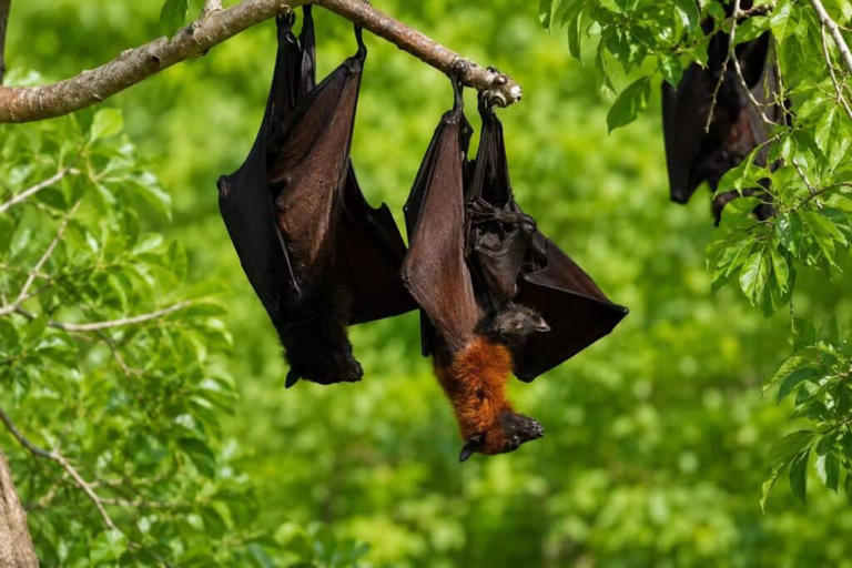 Nursing behavior of endangered flying fox documented in Cotabato