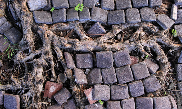 My neighbour's tree roots are lifting up my drive: Can I make an ...