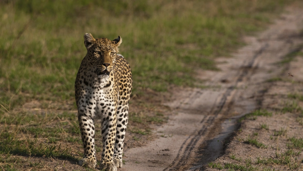 9 award-winning and candid wildlife moments