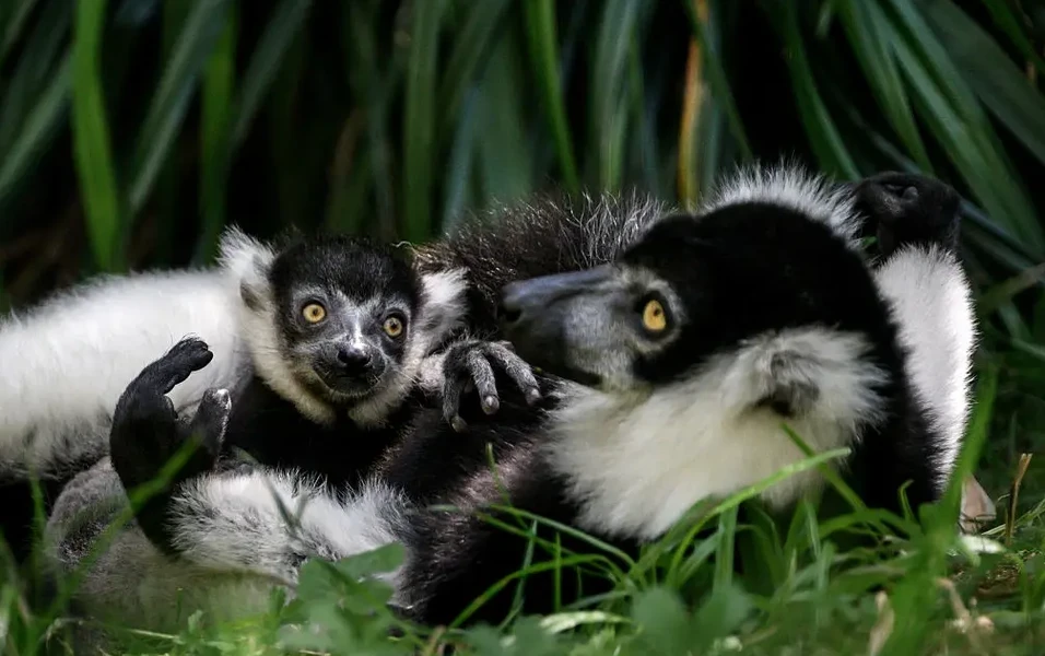 New research reveals lemur diversity shaped by repeated radiations