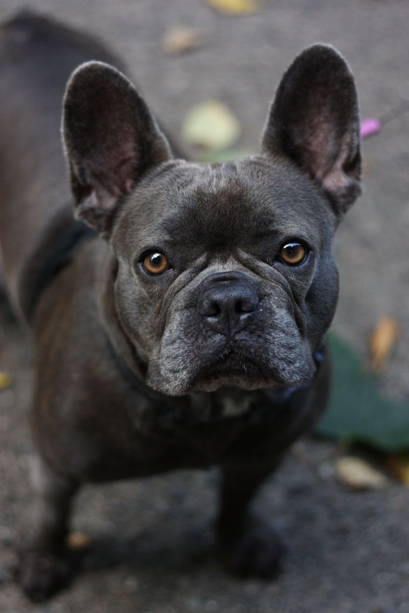 13 unforgettable dog breeds that refuse to fit the usual stereotypes