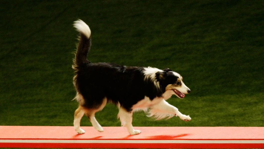 10 dog breeds with exceptional intelligence
