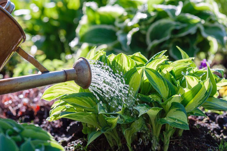 Gardeners urged to add one ingredient to water to stop plants wilting ...