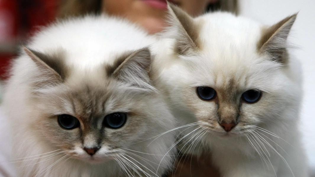 History and traits of Birman cats