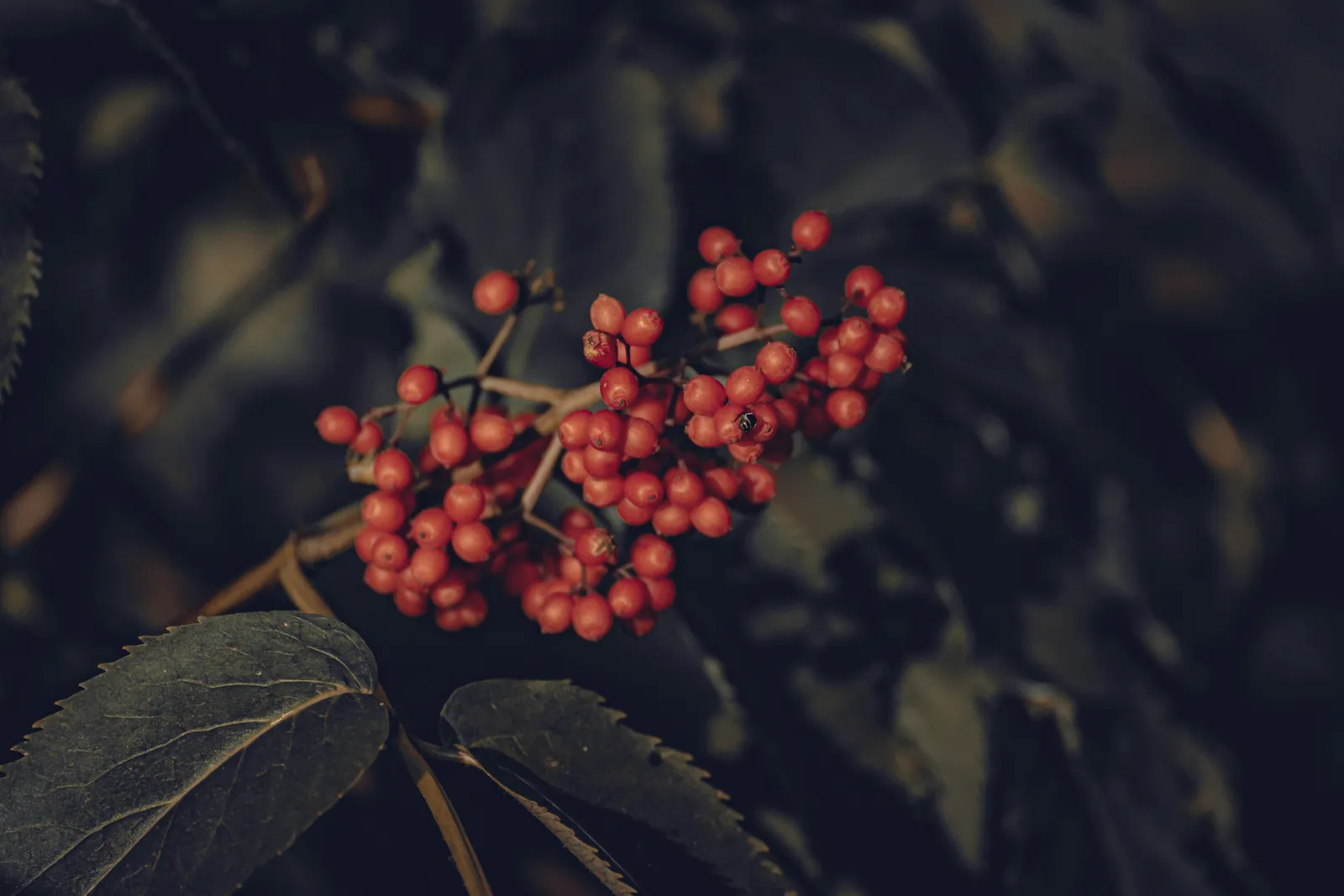You should reconsider growing Japanese barberry in your garden. Here's why