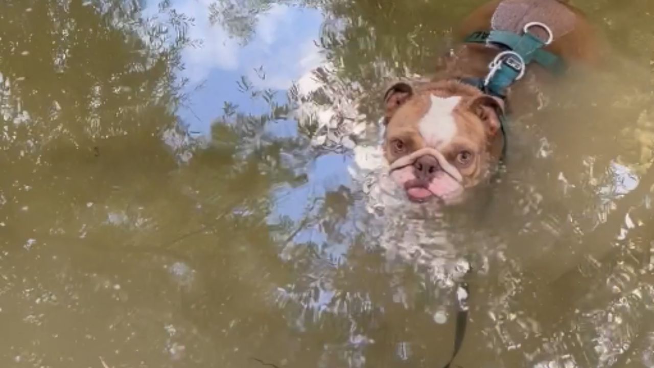 Bulldog's hilarious transformation into a 'crocodile' at the river