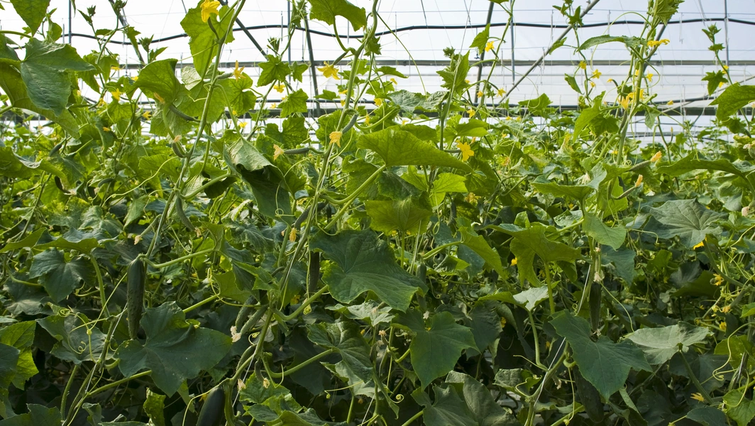 Cucumber care tips every home gardener needs