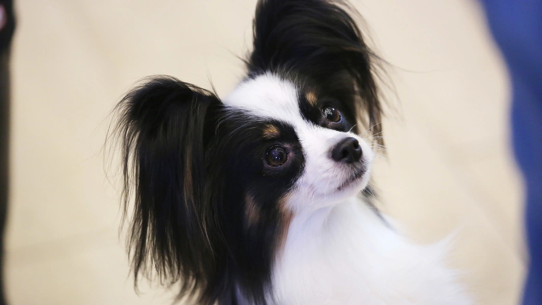 7 intelligent small dog breeds