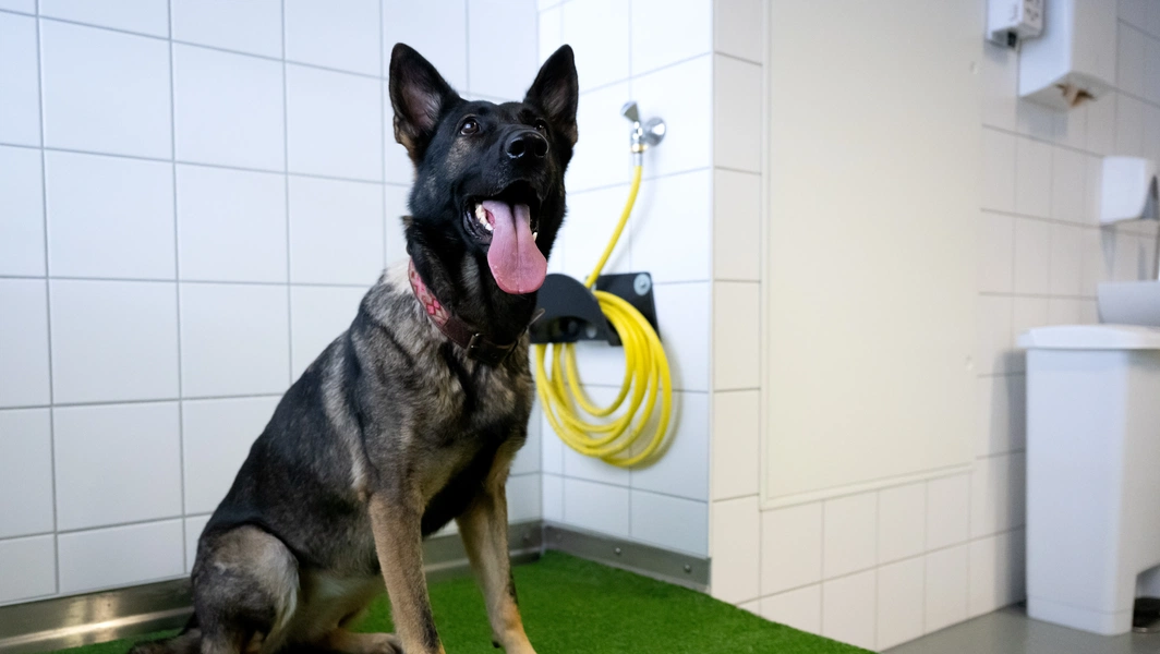 Effective dog potty training strategies