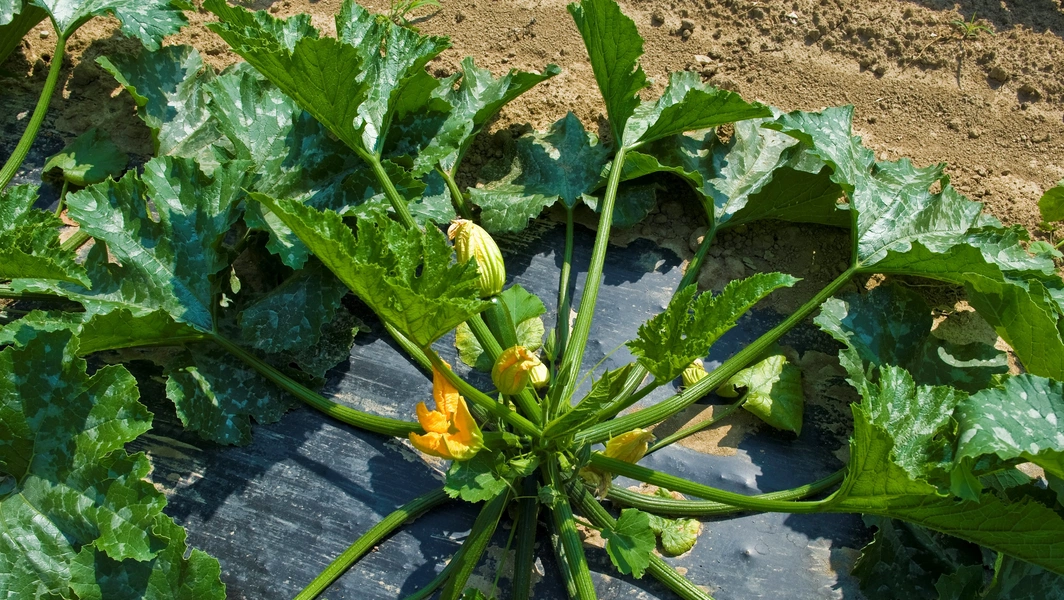 How to avoid common zucchini growing and cooking errors