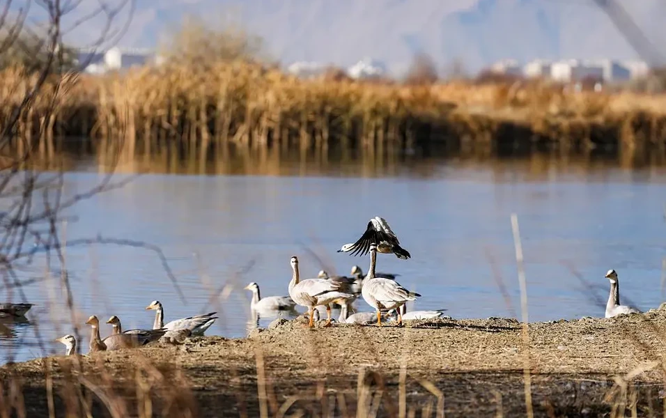 Heartwarming truths about geese families and their babies