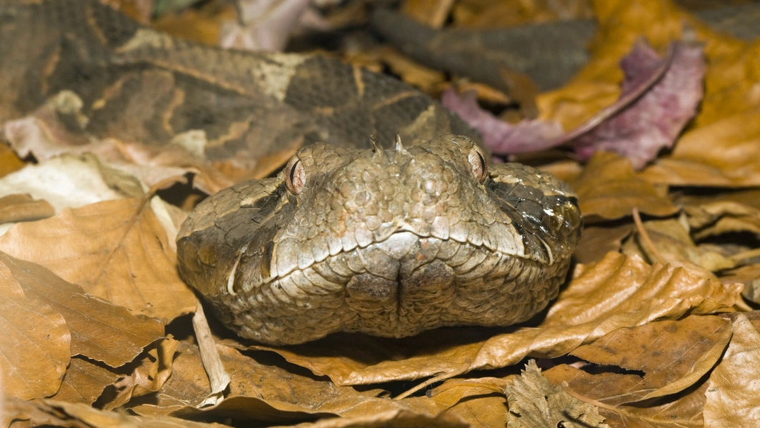 Gaboon viper: Africa’s largest venomous snake