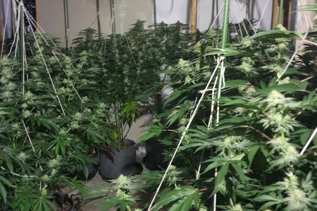 Two arrested as 500-plant cannabis grow found in 'abandoned' County ...