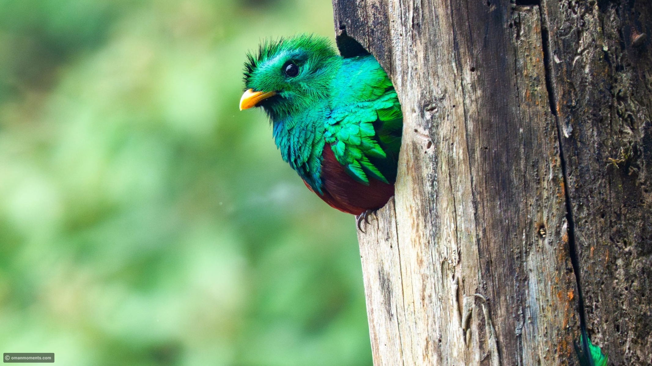 Flights of fancy: A look at some of the world's most vibrant birds