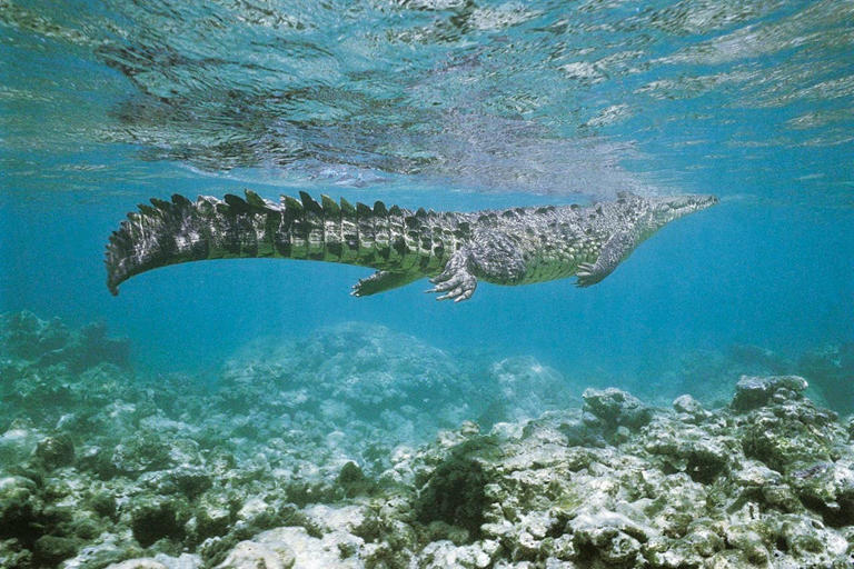 5 surf spots known for crocodile sightings around the world