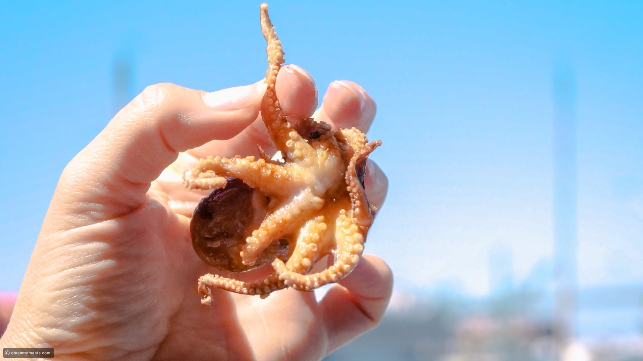 The surprising way octopuses explore the world around them