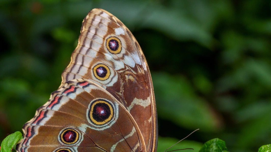 10 extraordinary butterflies from around the world