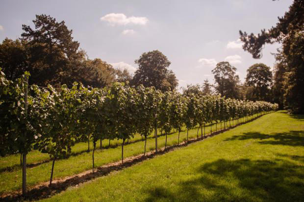 Three Kent vineyards offering tastings and tours for English Wine Week 2026