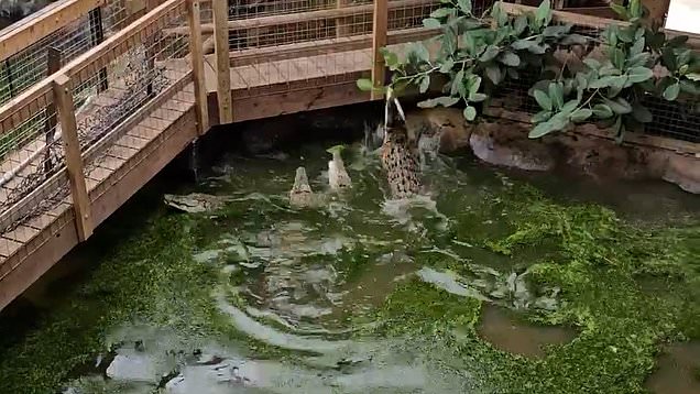 Inside crocodile enclosure at zoo where boy, 3, was seriously hurt