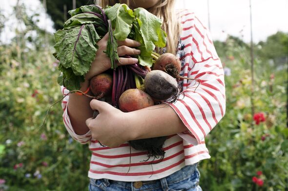 UK gardeners planting beetroot urged to avoid 1 spot in garden