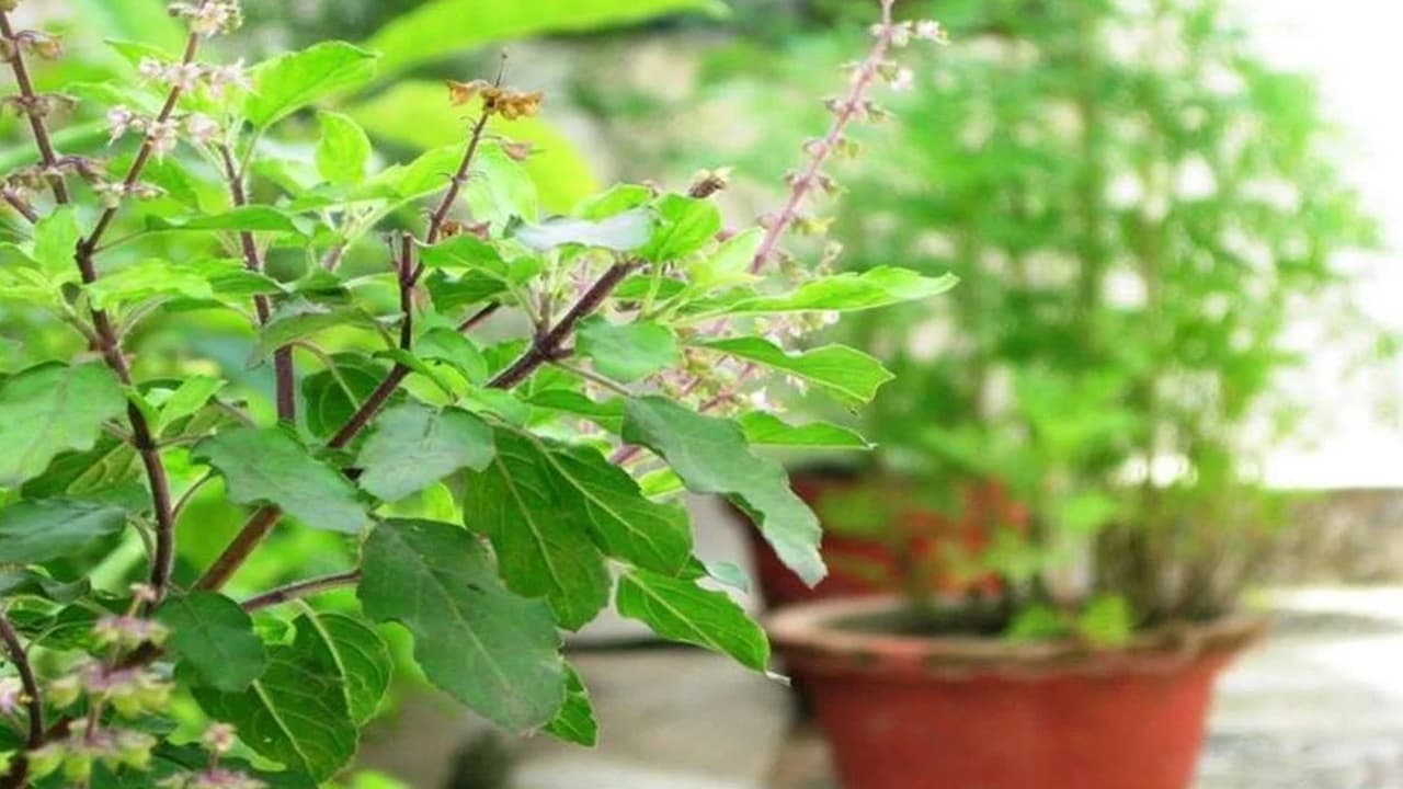 Indoor plants: These 5 plants are natural air purifiers, bring good luck
