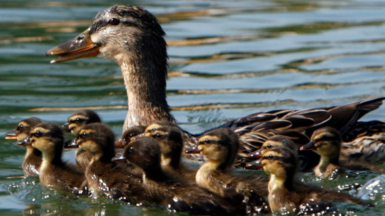 Trump’s reflecting pool mess could pose a threat to wildlife