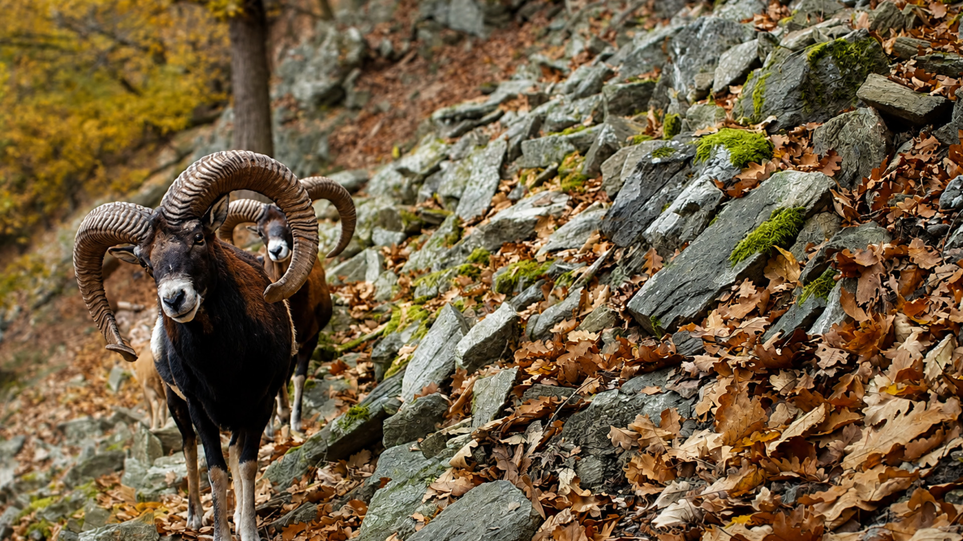 A week of monitoring revealed these horned visitors