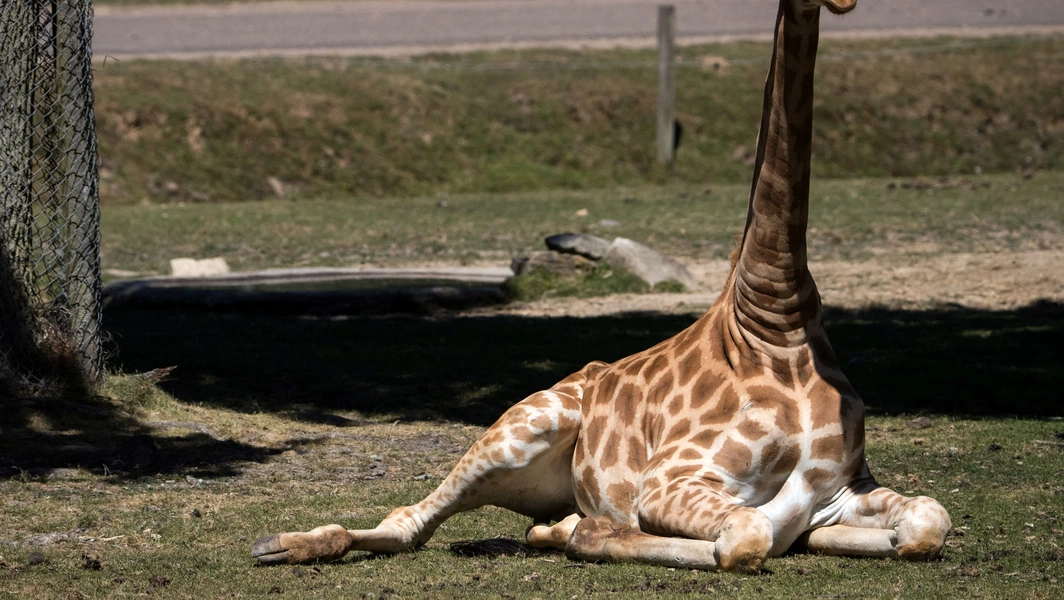 13 animals with fascinating sleep adaptations