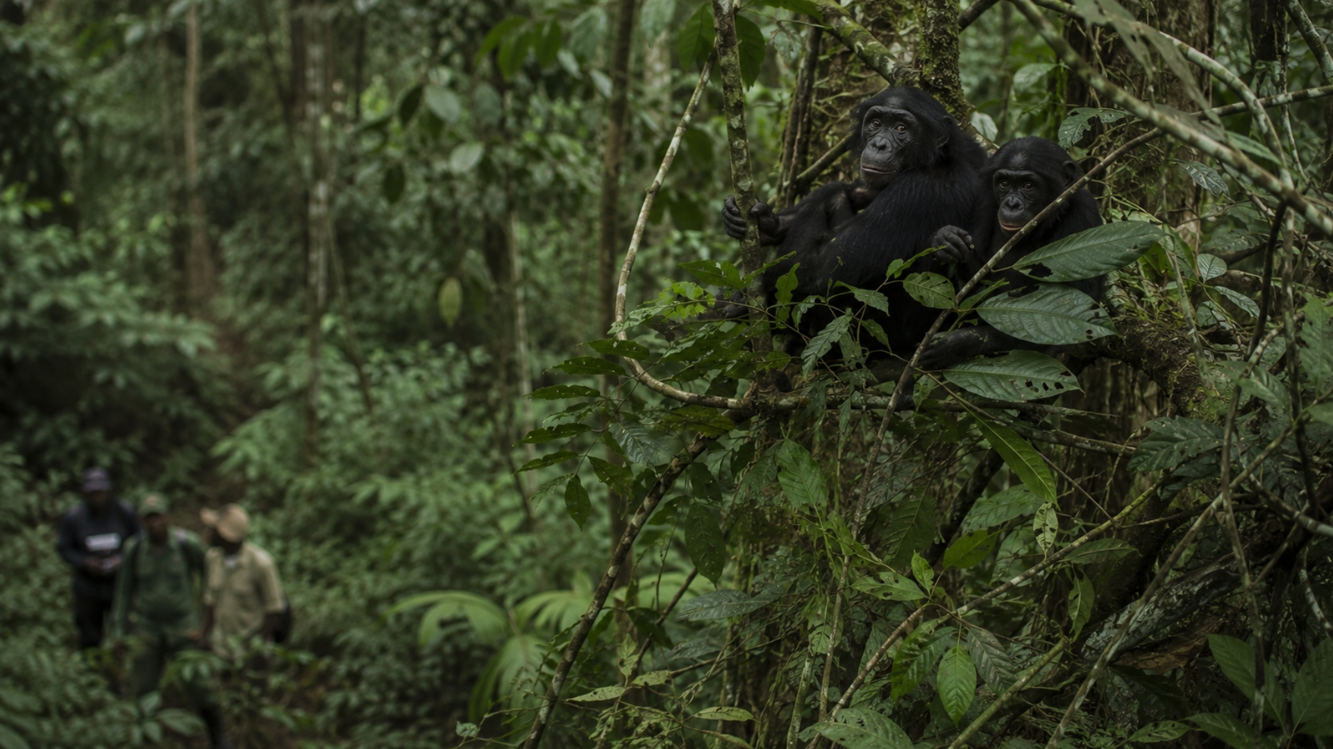 L'habituation dei bonobo a Salonga mostra la pazienza dietro la ...