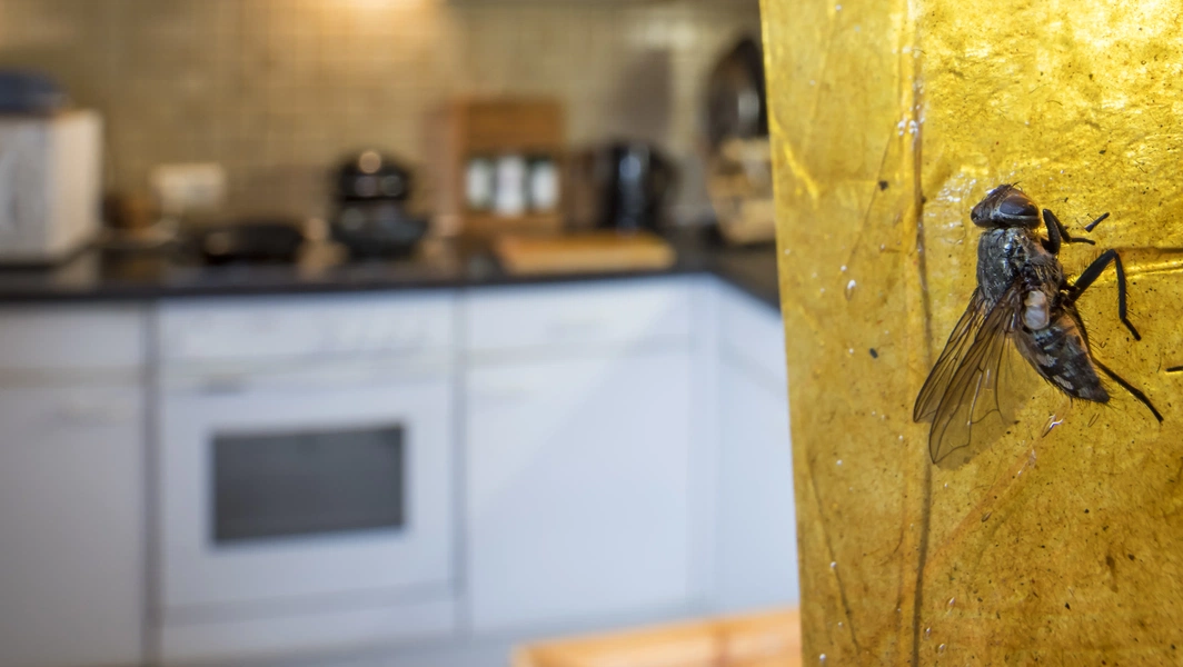 Comprehensive strategies to keep insects out
