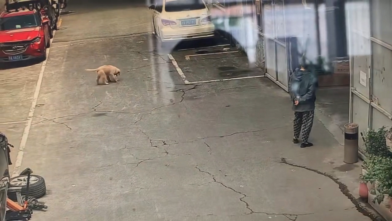 Puppy crashes into gate while carrying container