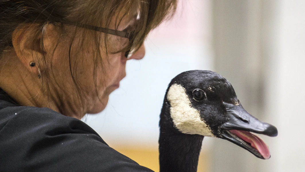 Oklahoma's animal sanctuaries and rescue centers