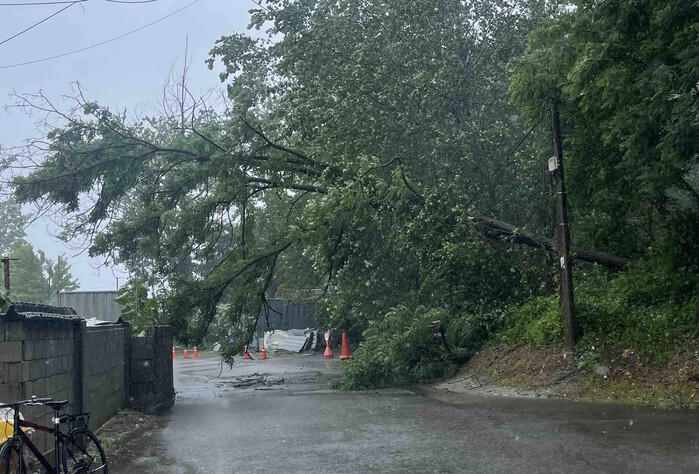 Trees fallen due to heavy rain