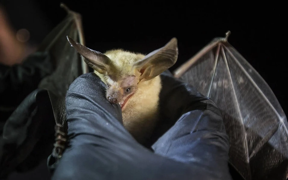 Public bat walks and rare rediscovery boost conservation focus