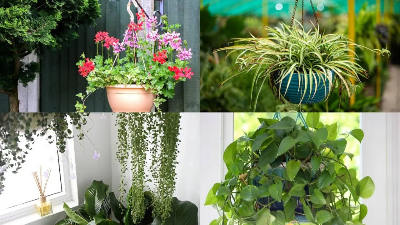 7 beautiful hanging plants that can instantly elevate your living room