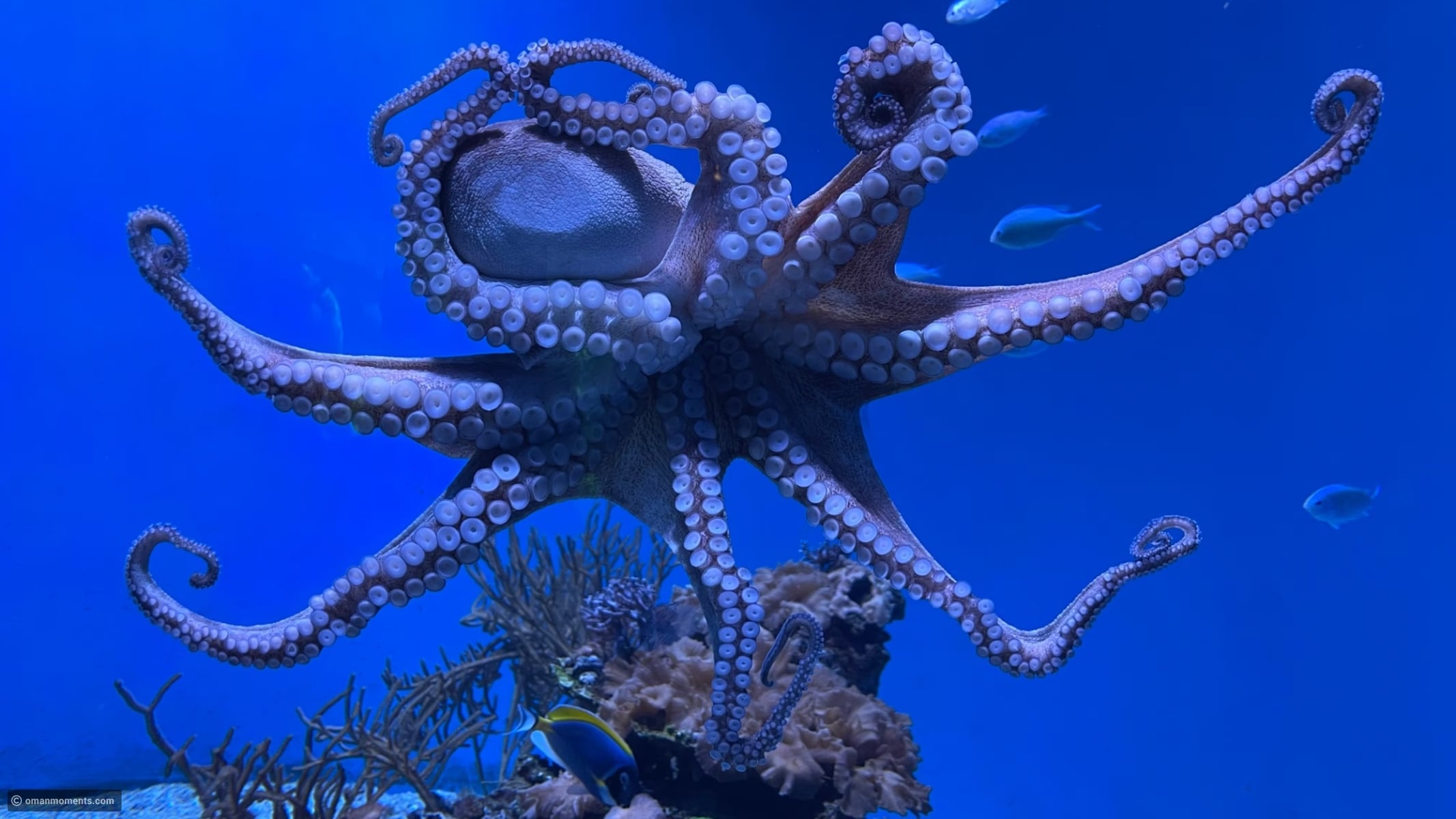 The surprising way octopuses explore the world around them