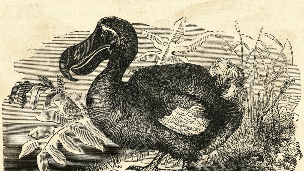 The rise and fall of the dodo