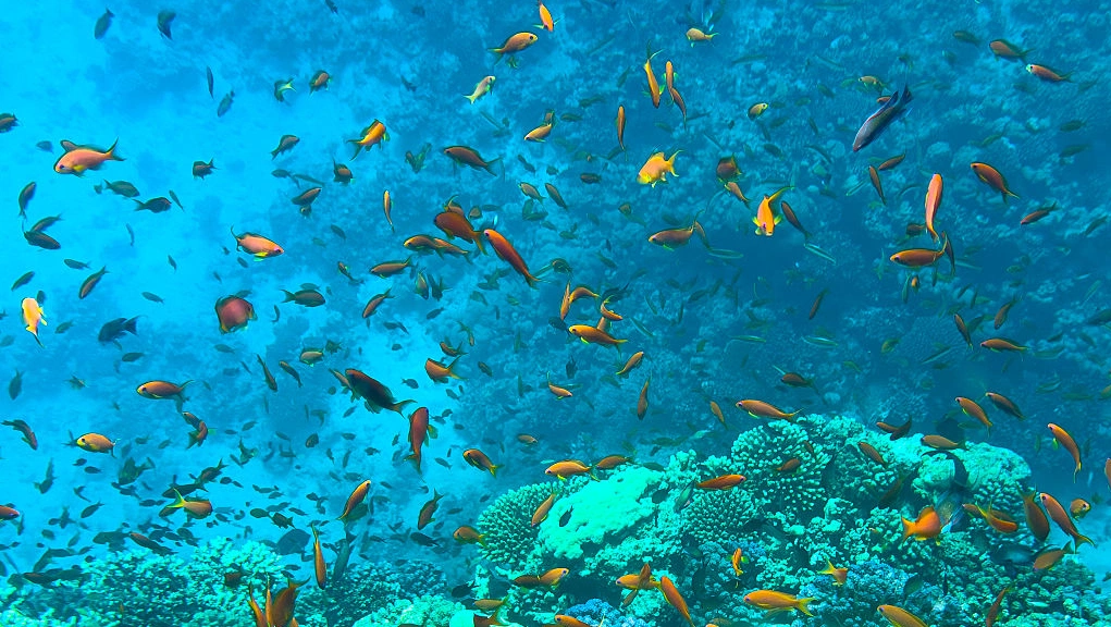 12 stunning snorkeling destinations for all skill levels