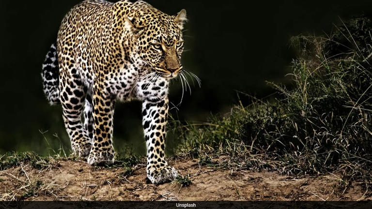 Leopard kills dog at IIT-Bombay campus, CCTV footage sparks fear among ...