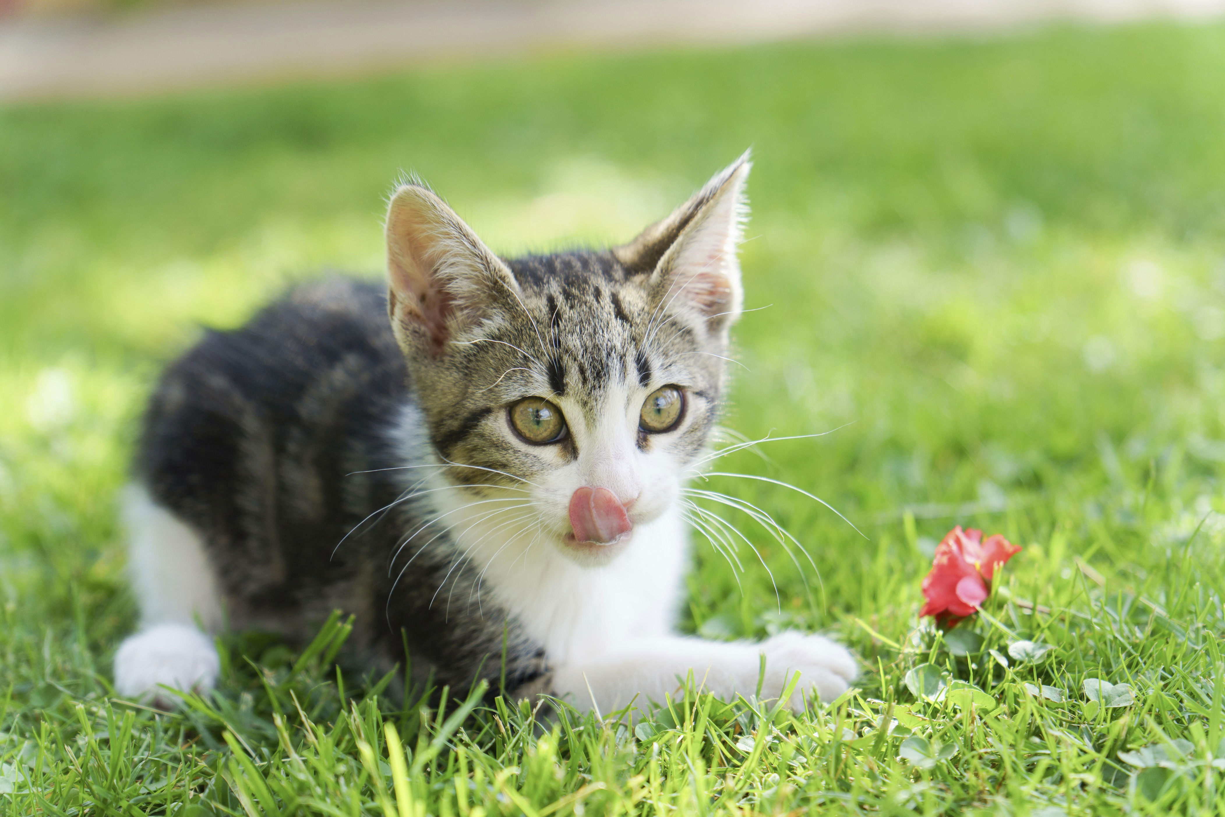 Zussen vinden piepkleine kitten alleen op straat, en dan komt de ...