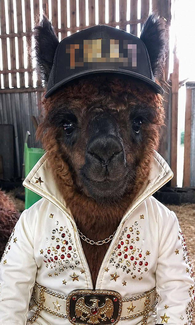 Elvis the alpaca isn't the king of rock 'n' roll, he's the king of ...