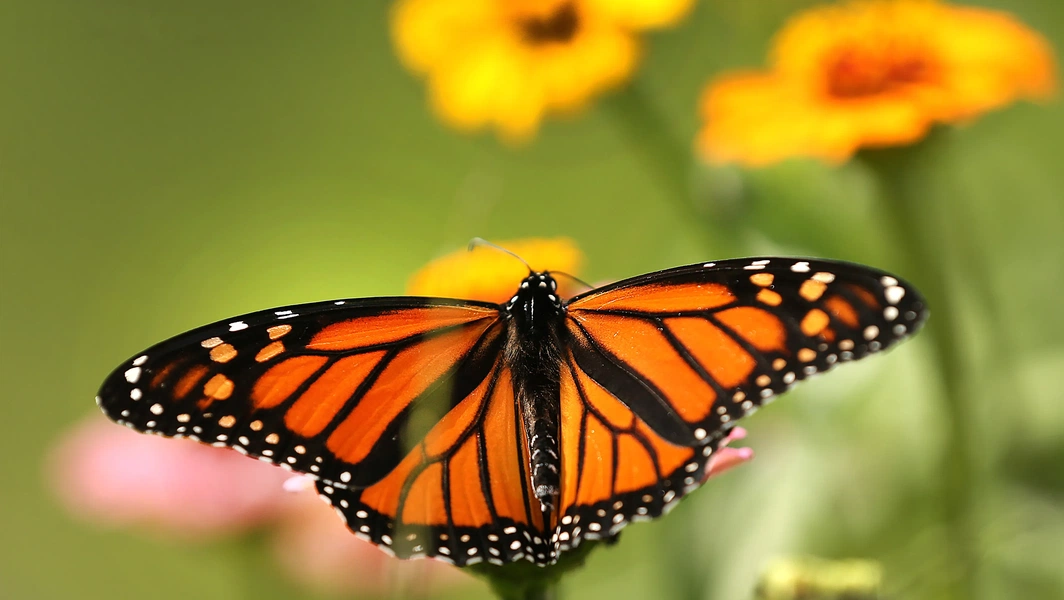7 native plants that sustain monarch butterflies