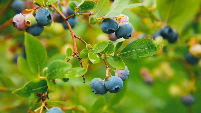 This compact fruiting shrub is replacing apple trees in small gardens
